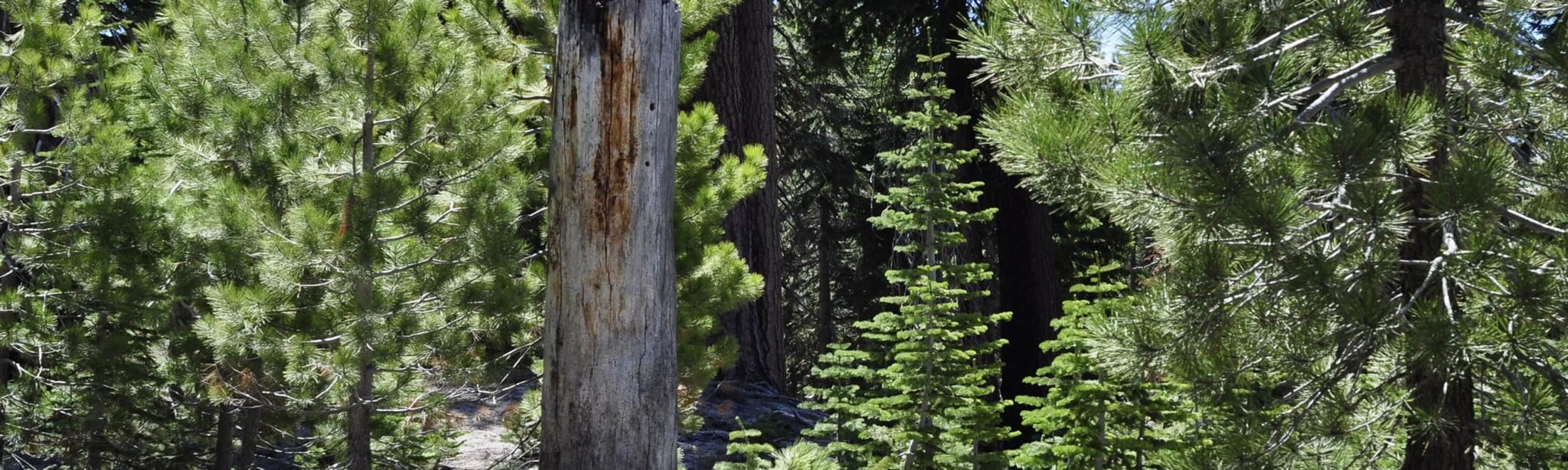 Upcoming Reds Meadow Restoration Treatments 2024-2025 – Whitebark Institute